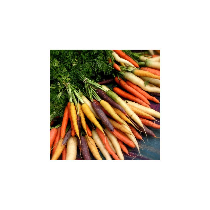 Graines bio de carottes en mélange