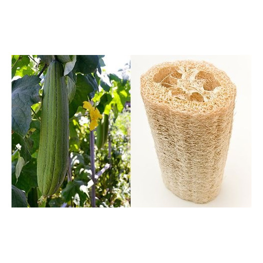 Semences bio et reproductibles de Courge Eponge Luffa