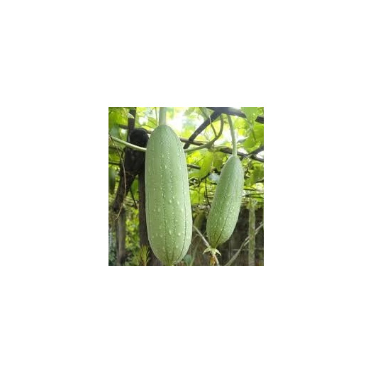Semences bio et reproductibles de Courge Eponge Luffa