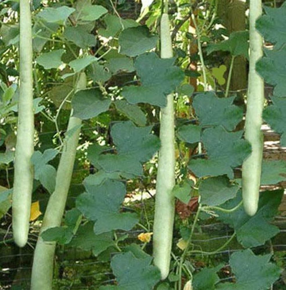 Bio zaden van Pompoen slang " Zucchetta serpente di Sicilia