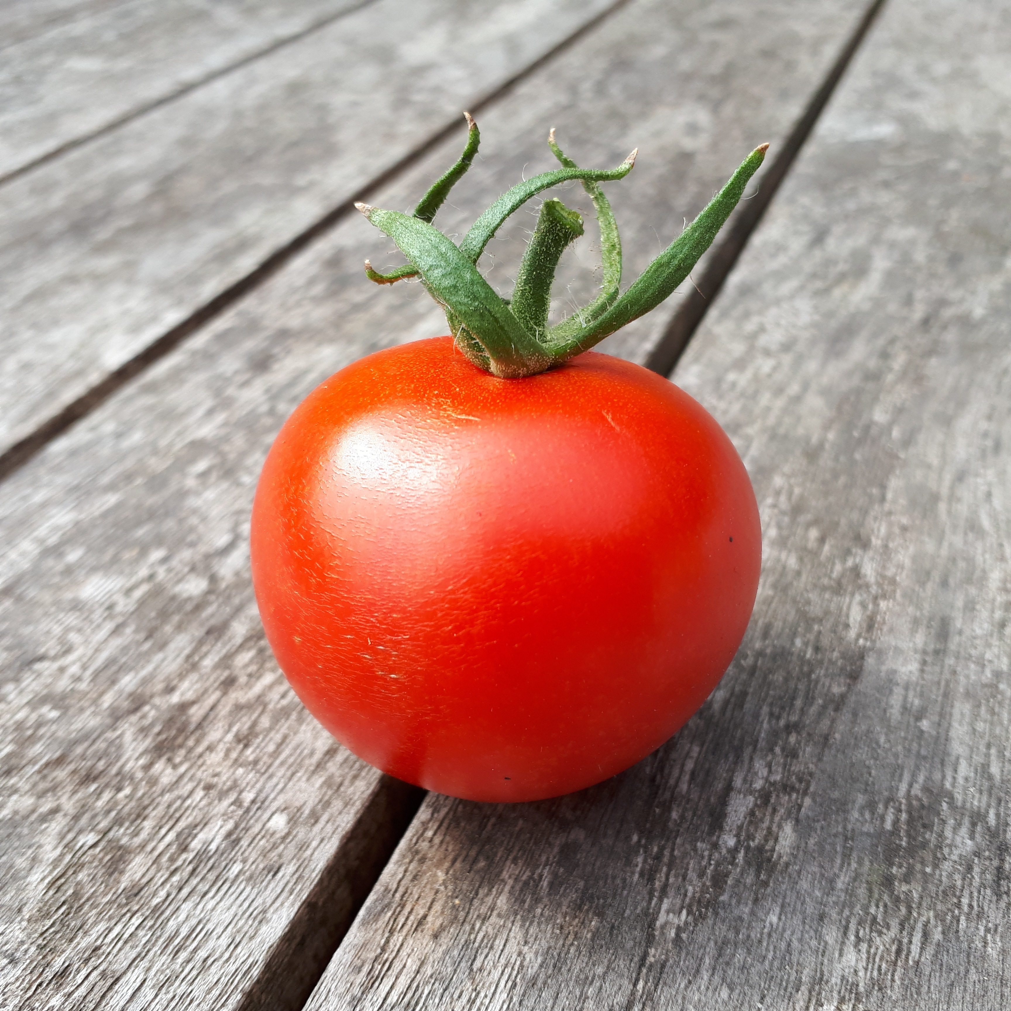 Graines bio de Tomate rouge Joffre