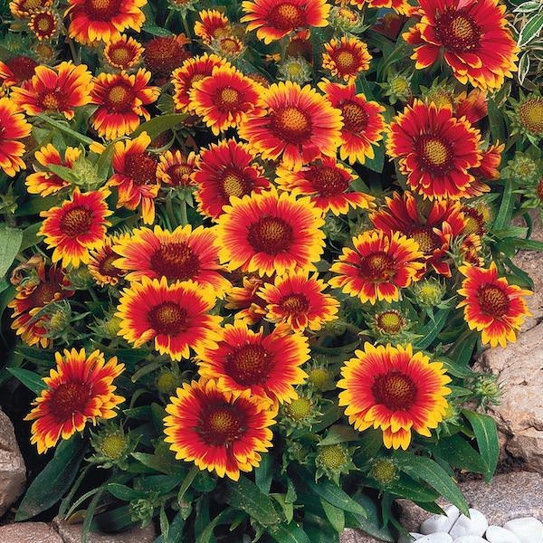 graines bio de Gaillarde vivace - gaillardia aristata