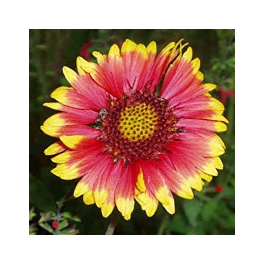 graines bio de Gaillarde vivace - gaillardia aristata
