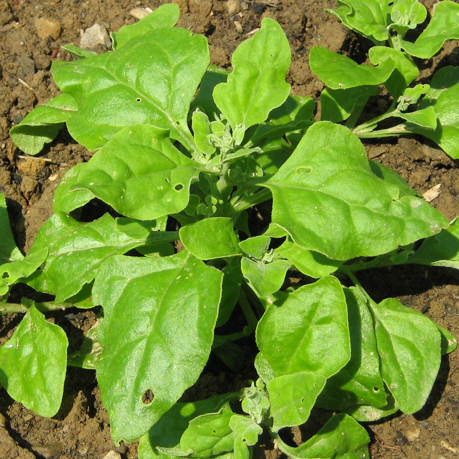 Semences bio de Tétragone Cornue