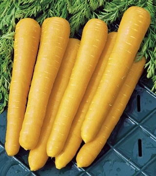 Semences bio de Carotte longue jaune de Belgique