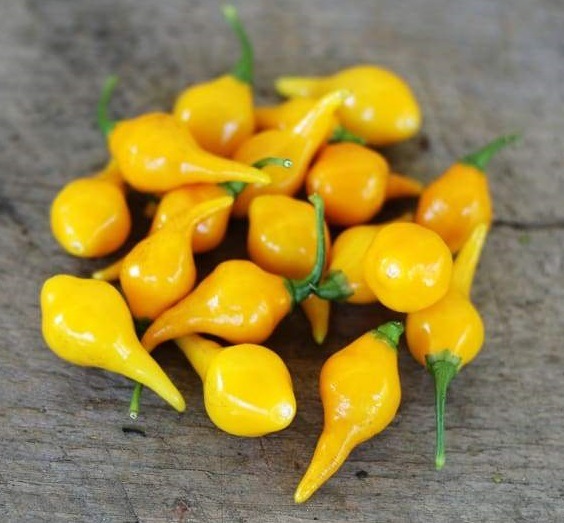 Biologische zaden van Chilli peper Biquinho geel