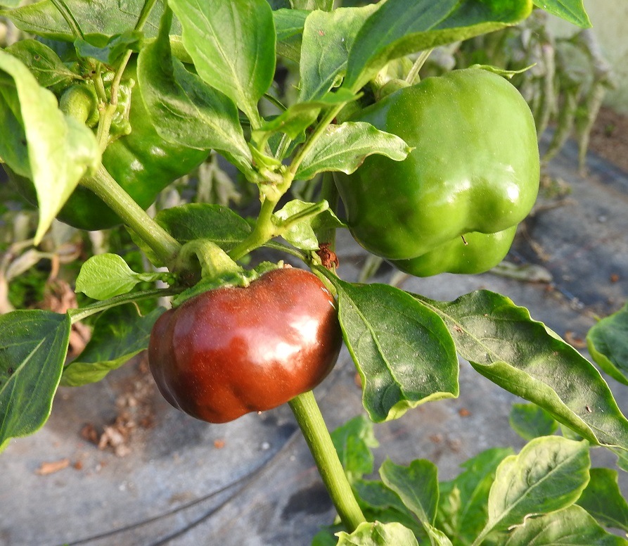 Biologische zaden van Paprika Mini Bell chocolade