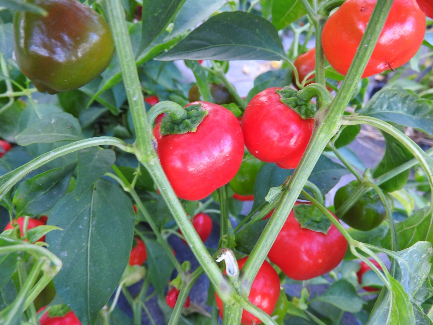 Graines bio de Poivron Mini Bell rouge