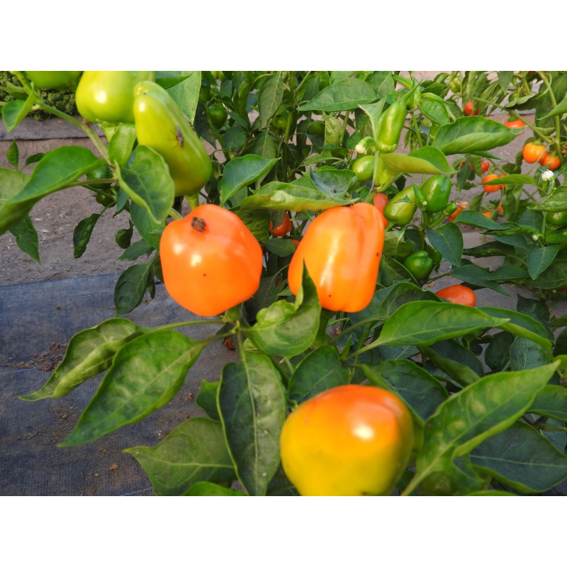 Graines bio de Poivron Mini Bell Jaune