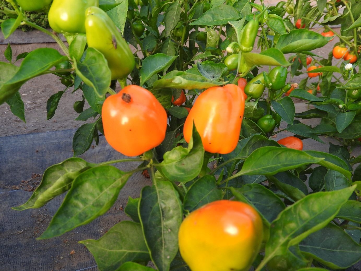 Biologische zaden van Paprika Mini Bell geel