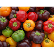 Graines bio de Poivron Mini Bell Mix
