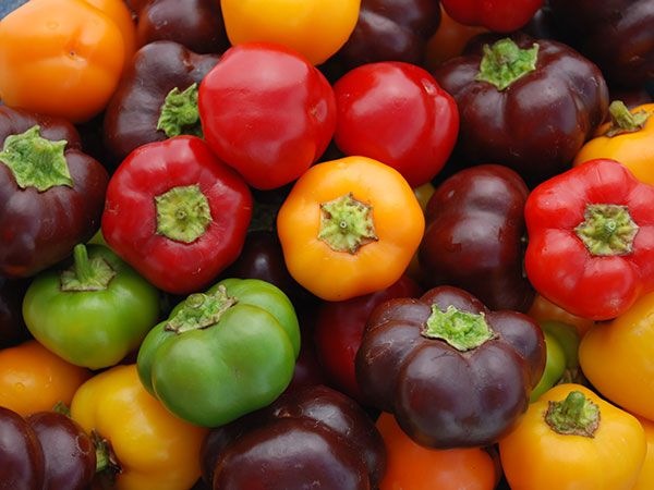 Graines bio de Poivron Mini Bell Mix