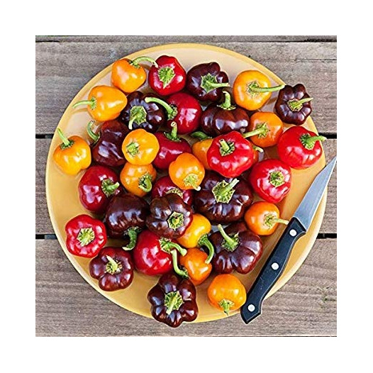 Graines bio de Poivron Mini Bell Mix