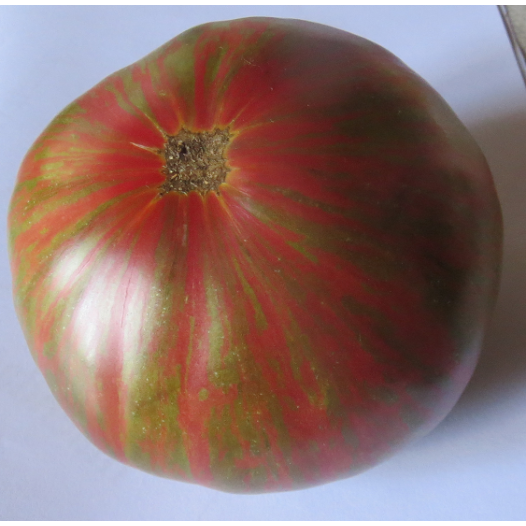 Semences bio de Tomate Harvard Square