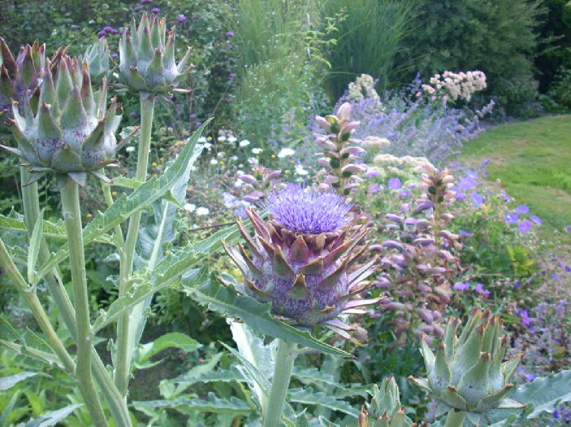 Biologische zaden van Kardoen De Bolster