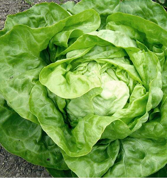 Biologische zaden van Kropsla (Winter-) Valdor