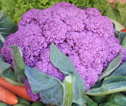 Semences bio de chou-fleur Violet de Sicile