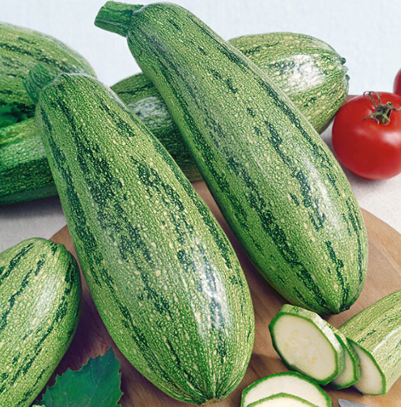 graines bio de courgette Caserta