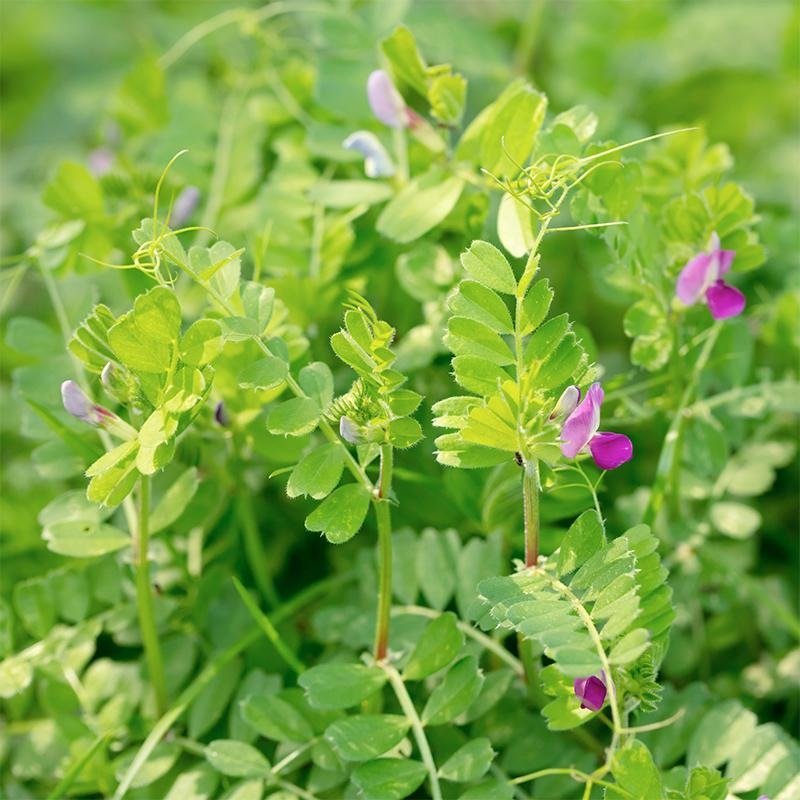 Vesce d'été | Semences bio d'engrais vert | Semailles
