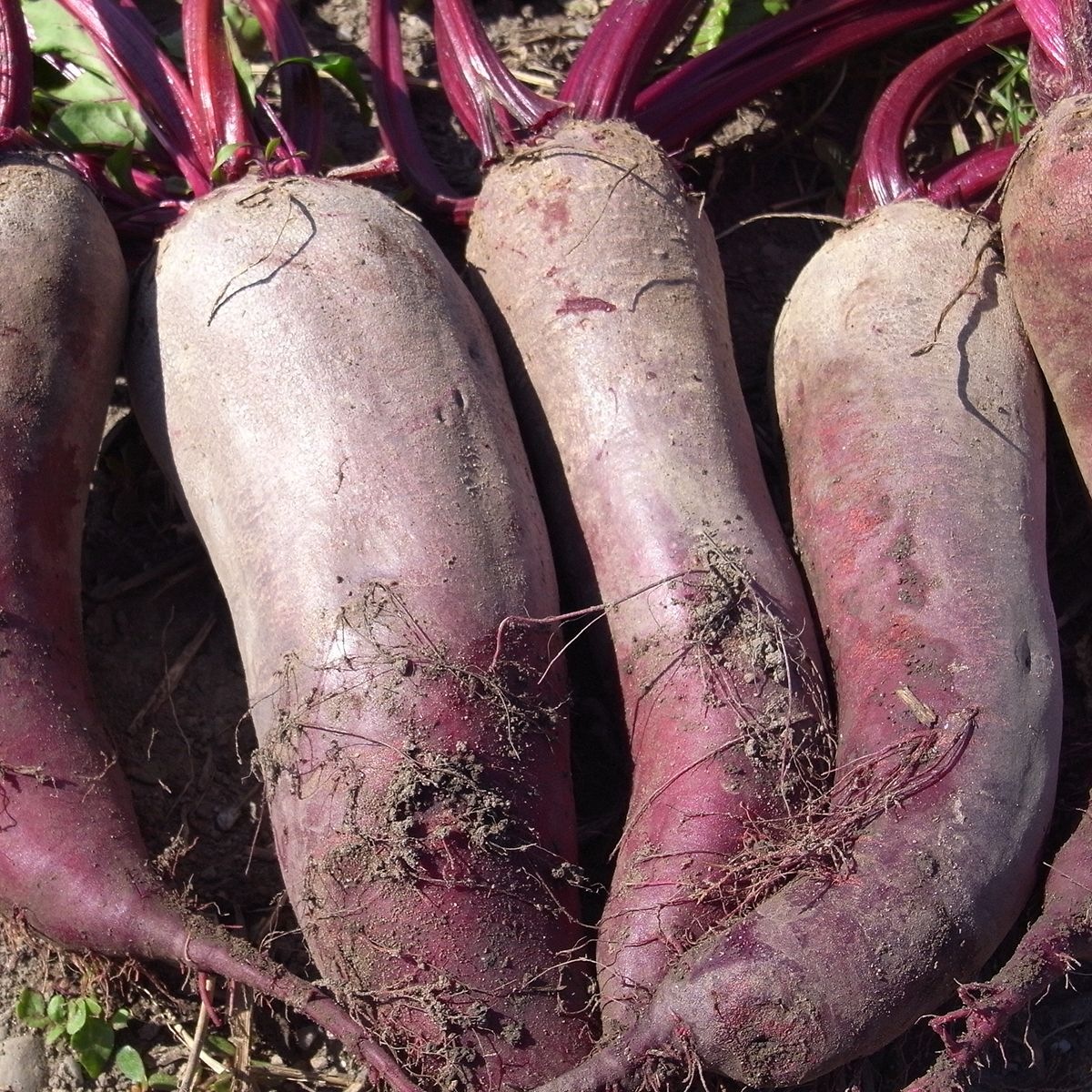 Graines bio de Betterave rouge Formanova