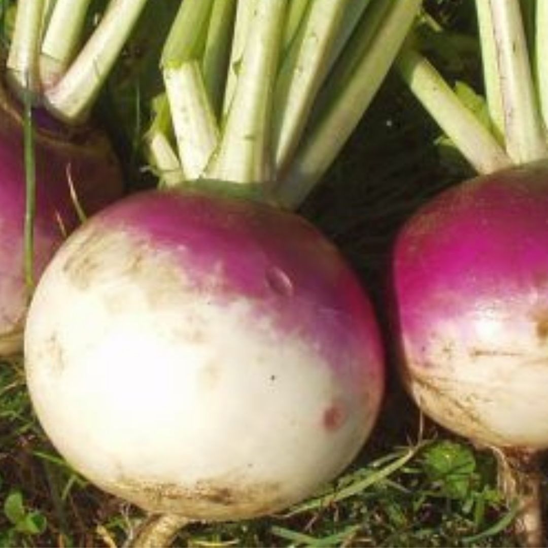 Bio zaden van Raap wit rond met paarse hals