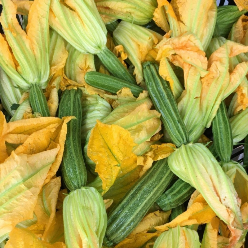 Graines bio de Courgette Costata Romanesco