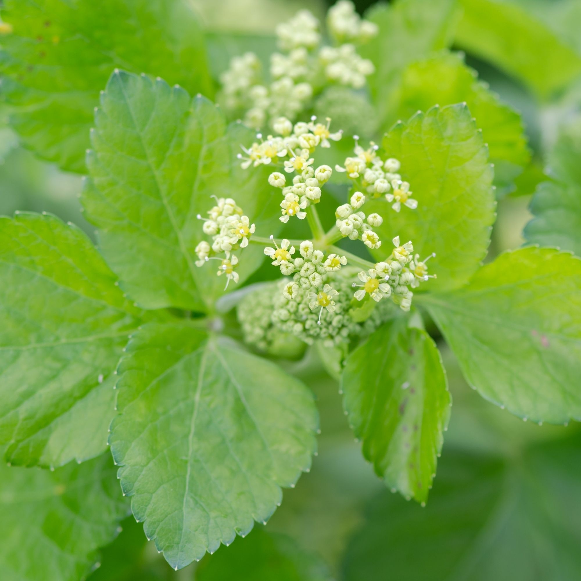 Graines bio de Maceron