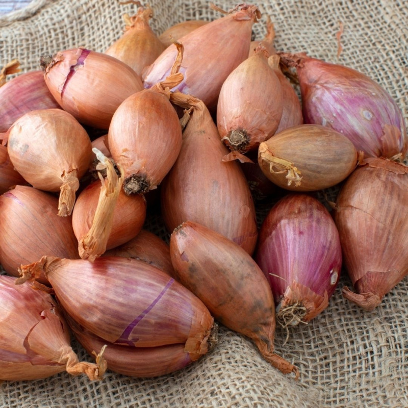 Plants bio : Echalote Longor - 1Kg