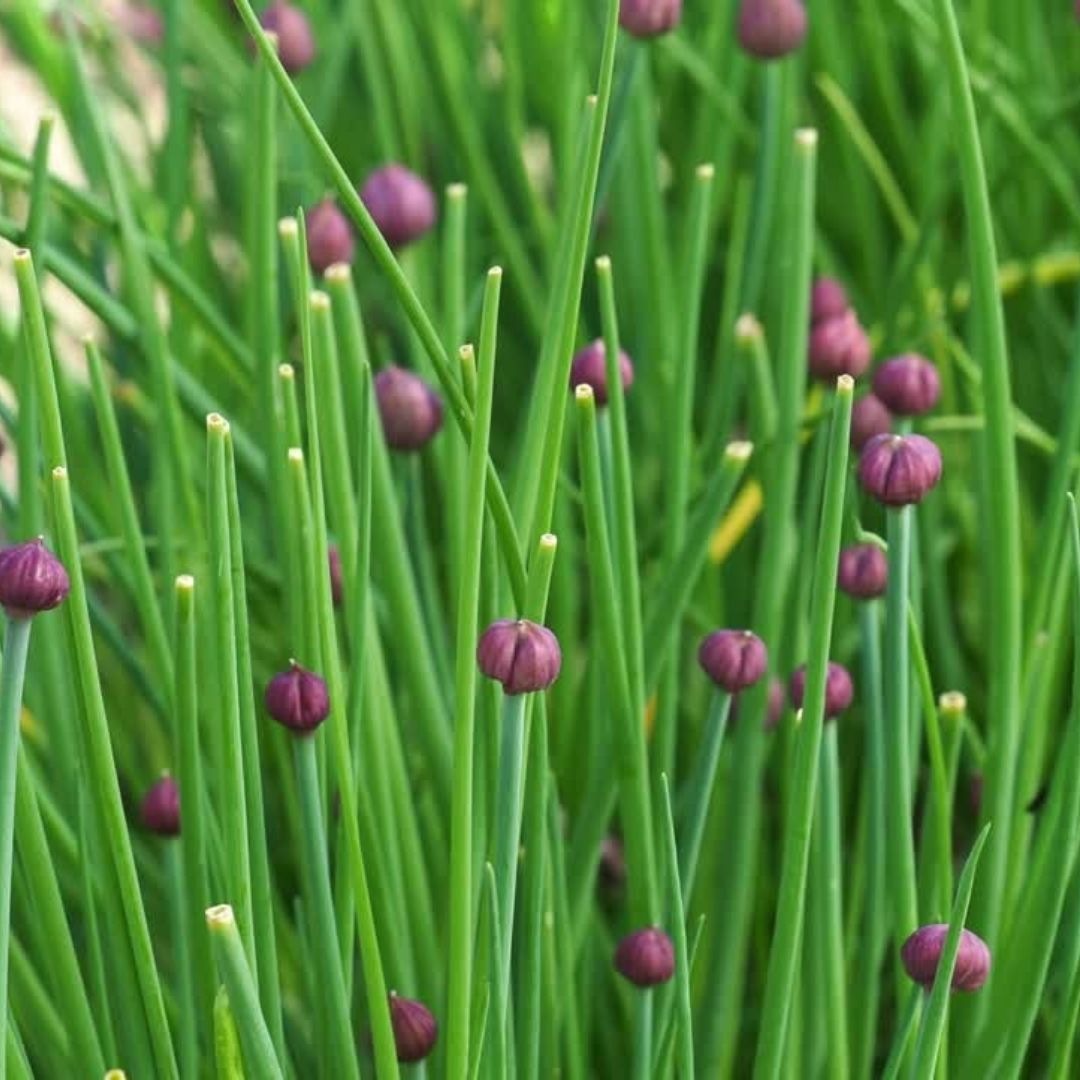 Graines bio de Ciboulette Commune