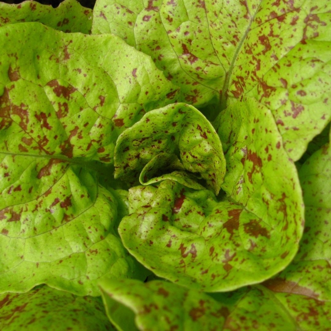 Bio zaden van Bindsla Queue de Truite (Witloof panaché)