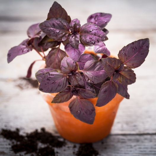 Semences bio et reproductibles de Basilic Pourpre