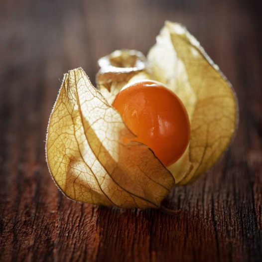 Semences bio de Physalis "Cerise de terre"