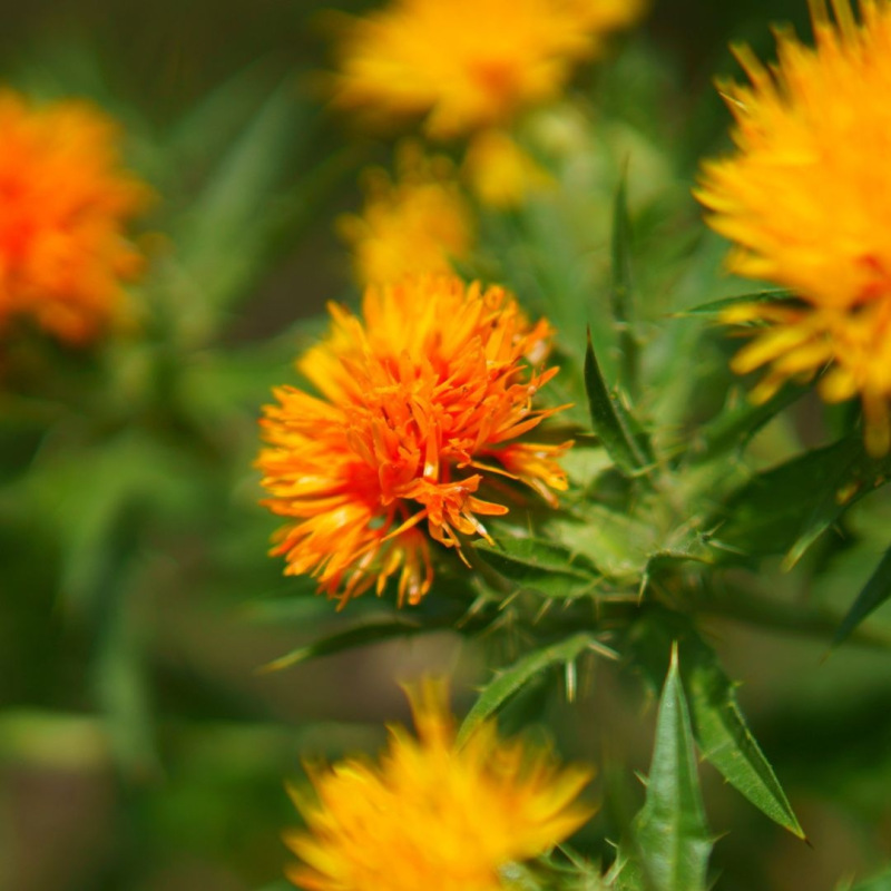 Graines bio de Carthame