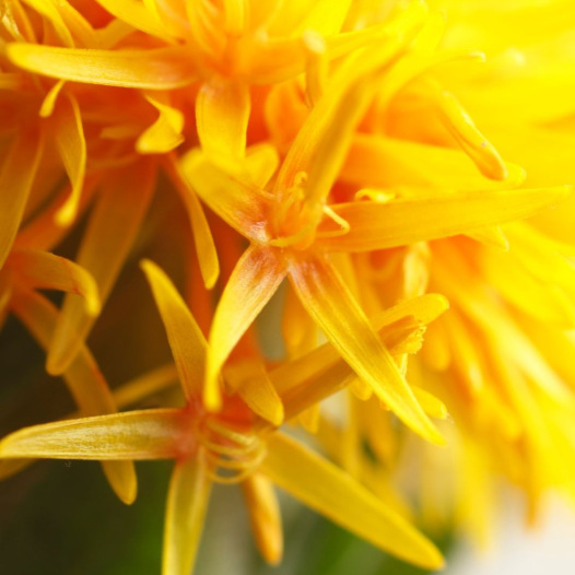 Bio zaden van Saffloer