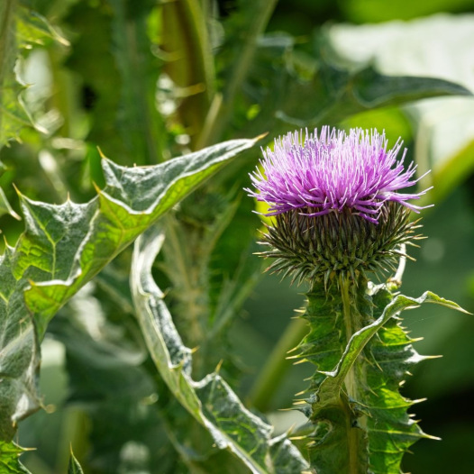 Bio zaden van Mariadistel