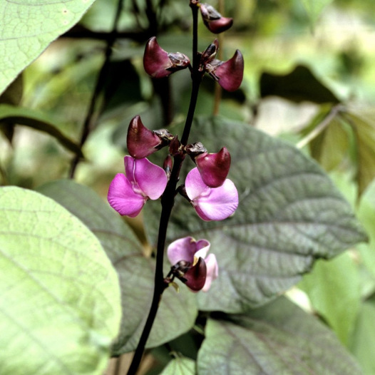 Graines bio de Dolichos Lablab