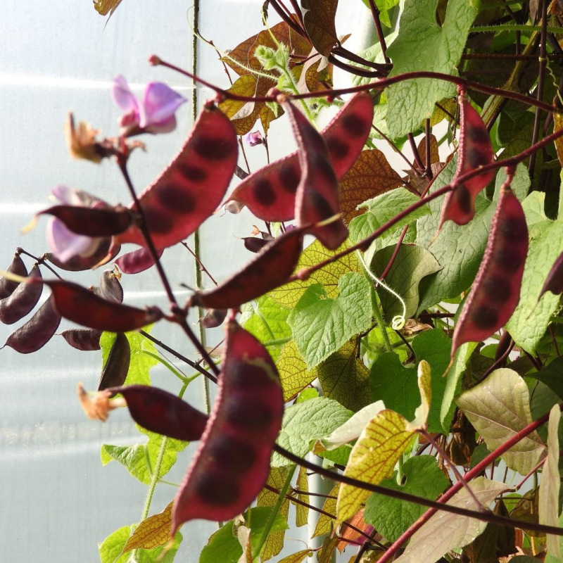 Graines bio de Dolichos Lablab