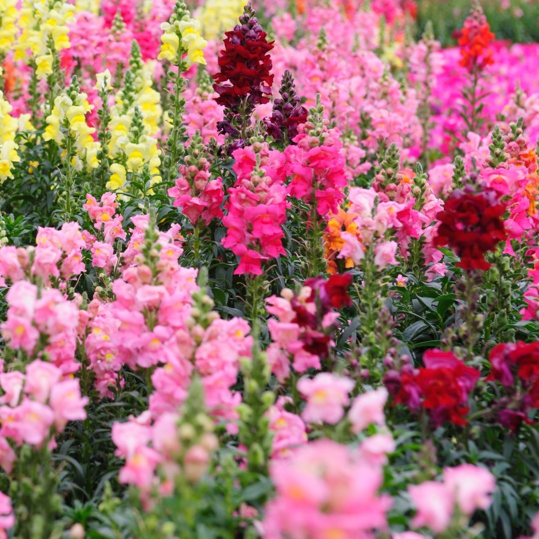 Muflier | Graines bio et reproductibles de fleurs | Semailles