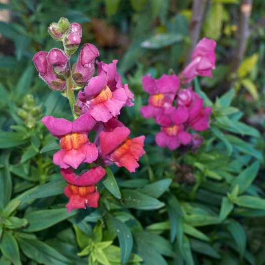 Graines bio de Muflier