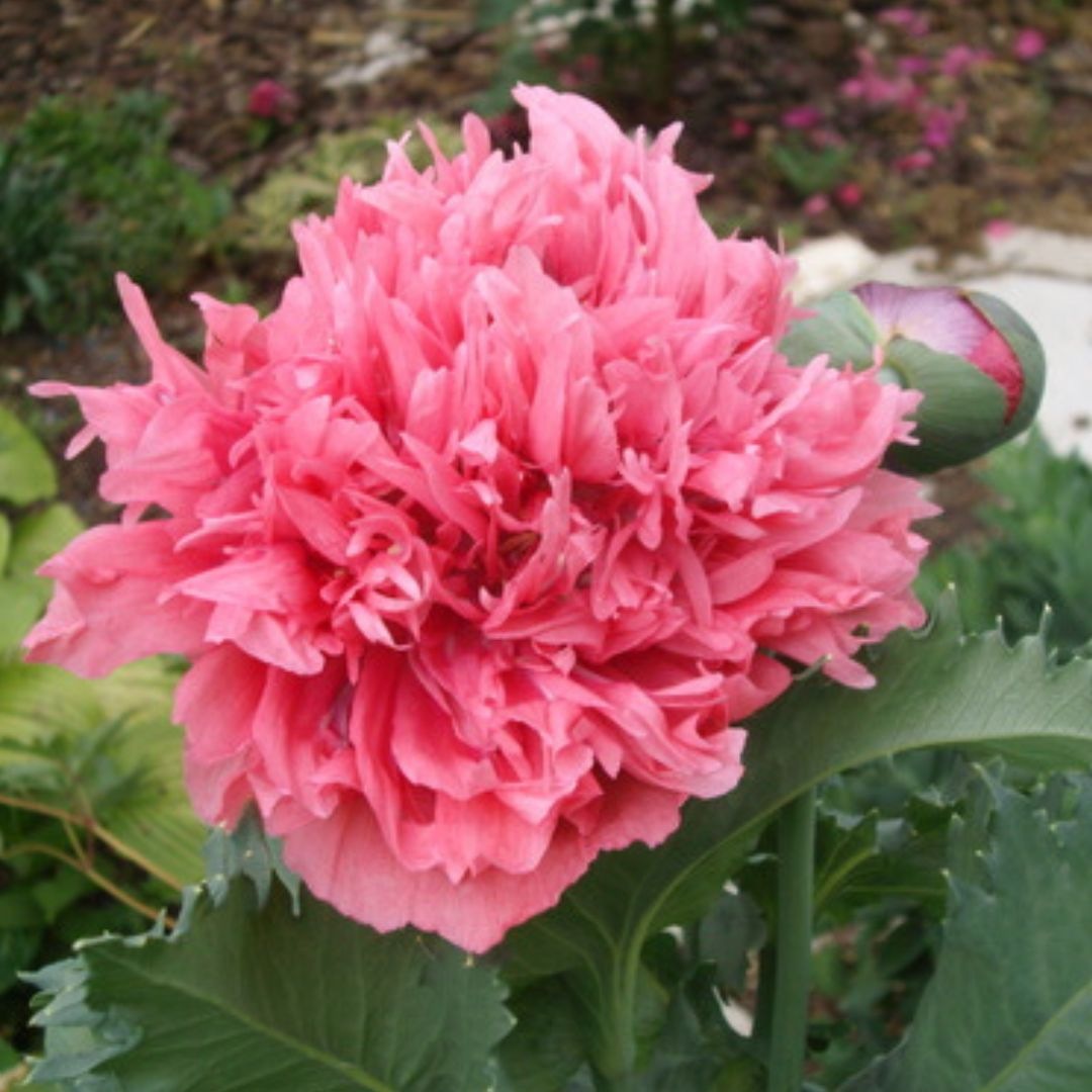 Graines bio et reproductibles de Pavot rose double