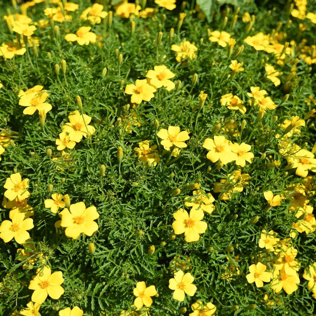 Tagète Citron | Graines de fleurs bio et reproductibles | Semailles